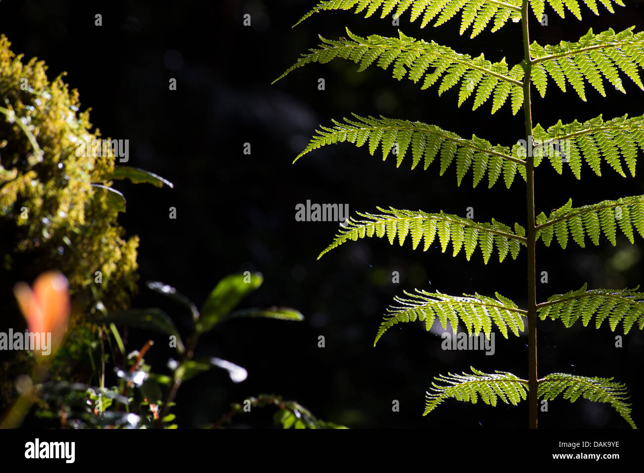 Detail of the leaf of a tree fern in cloud forest in the highlands of ...