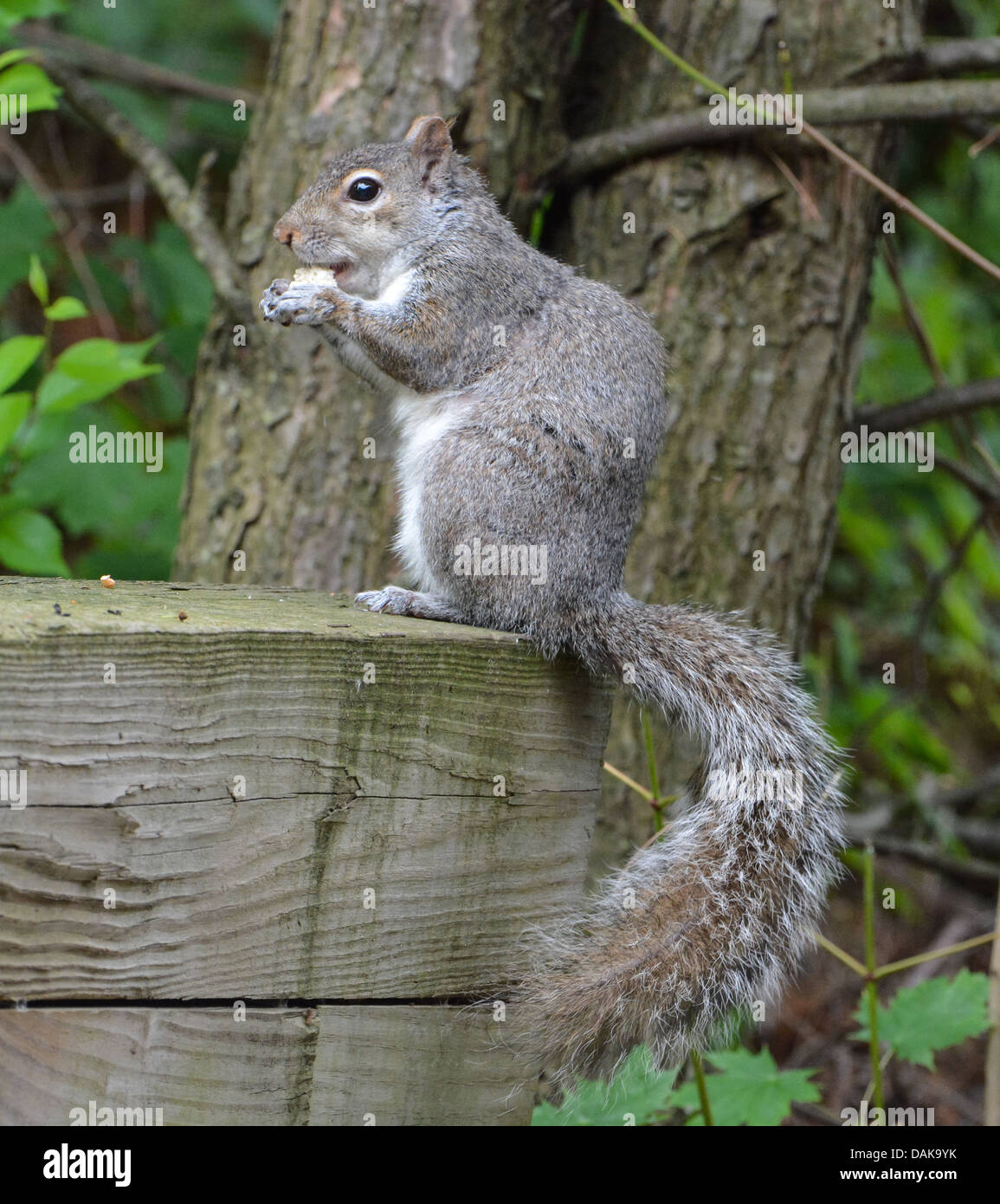 A Squirrel has lunch Stock Photo - Alamy
