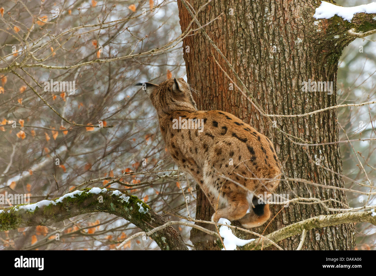 Eurasian lynx (Lynx lynx), climbing on a tree, Switzerland Stock Photo ...