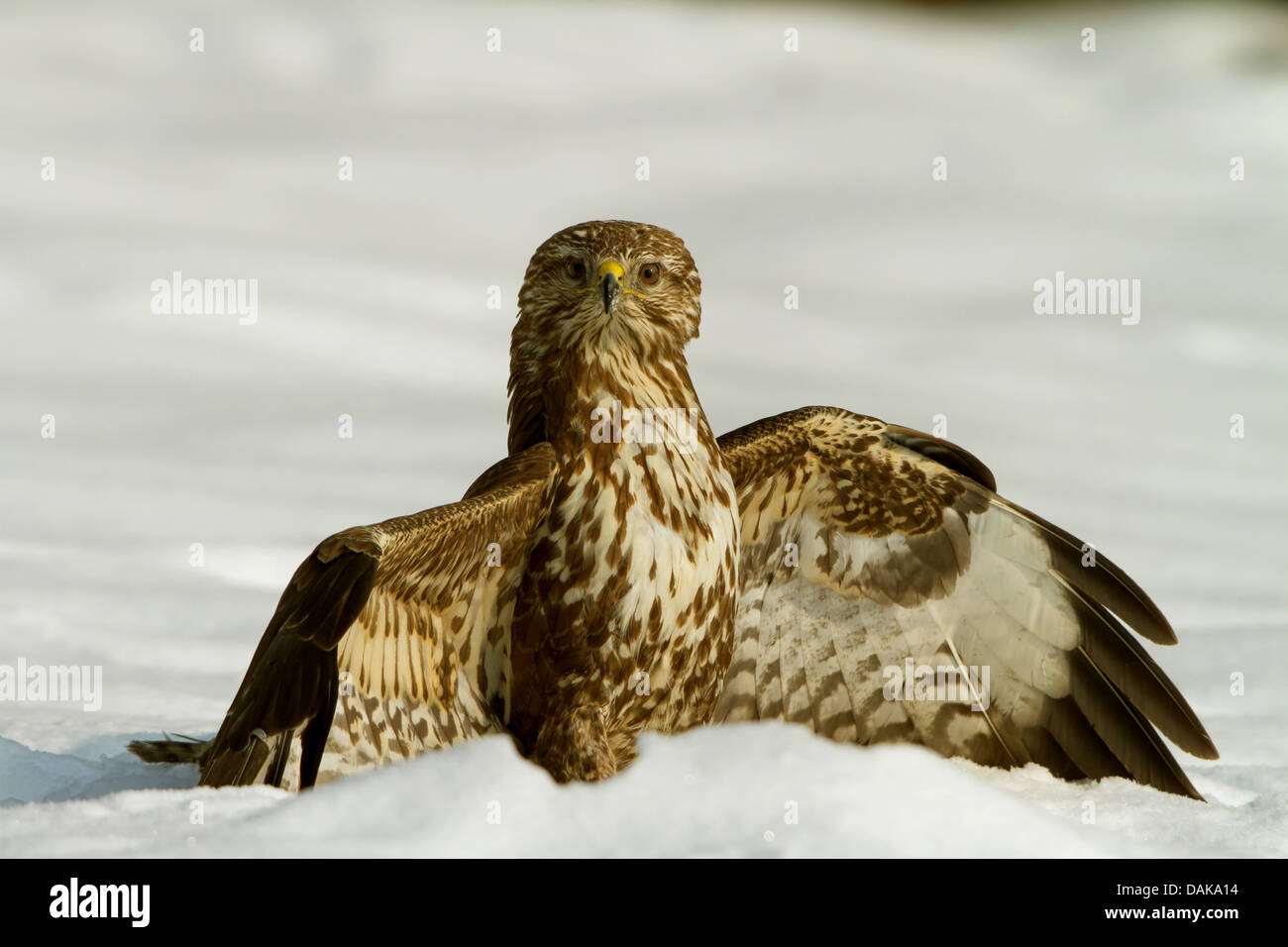 Splayed hi-res stock photography and images - Alamy