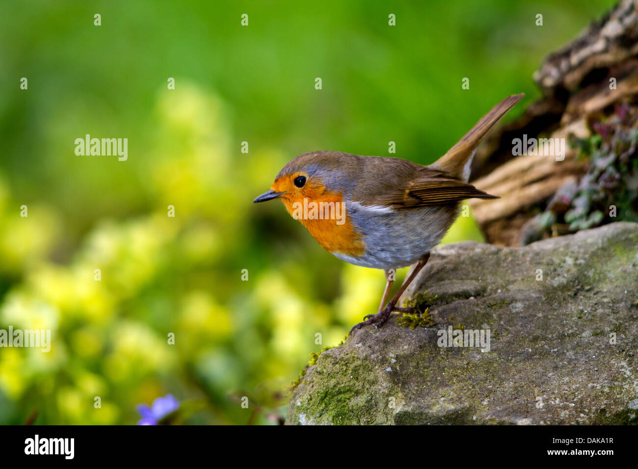 European robin (Erithacus rubecula), sitting on the forest ground ...