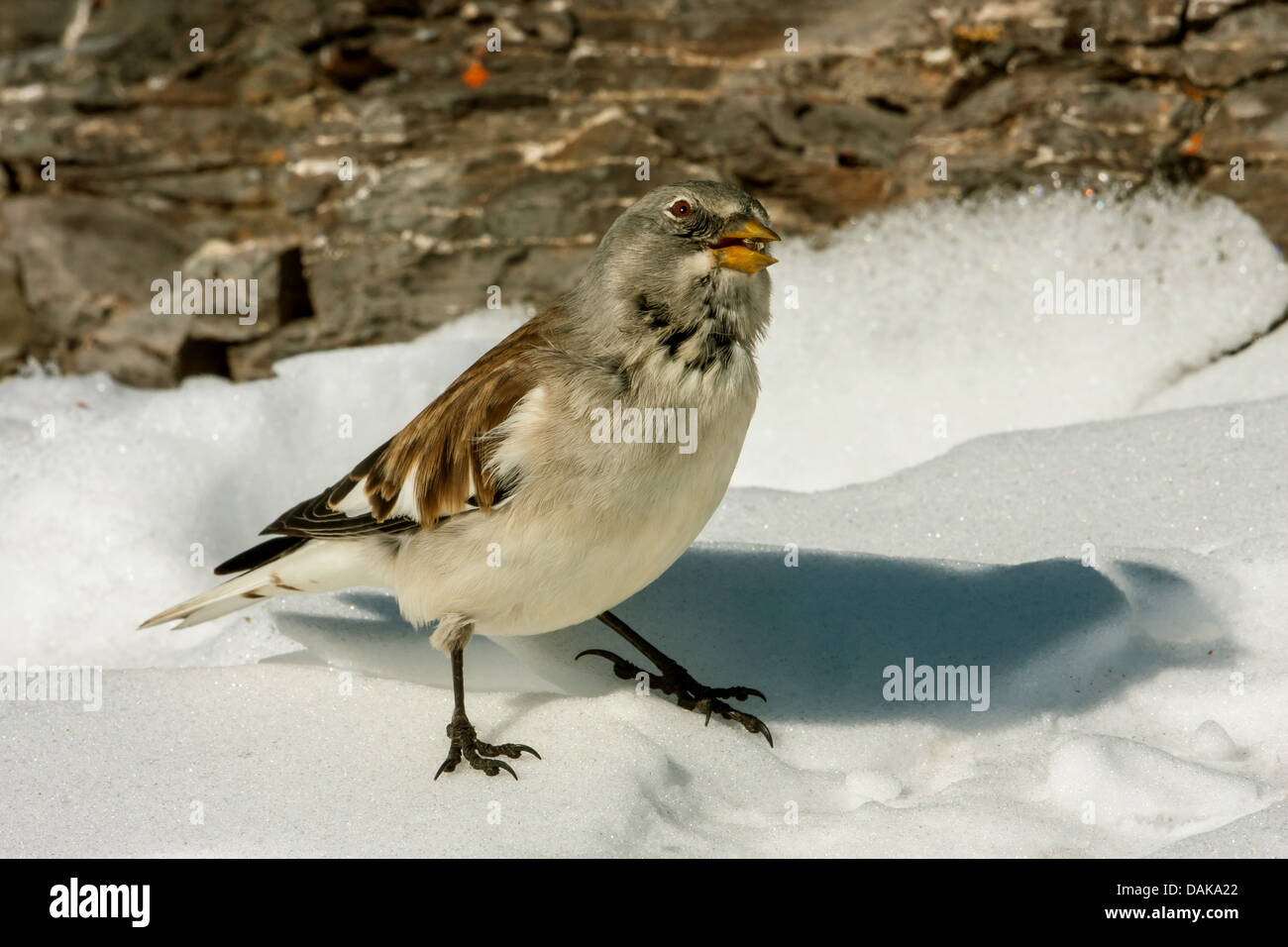 White winged snow finches hi-res stock photography and images - Alamy