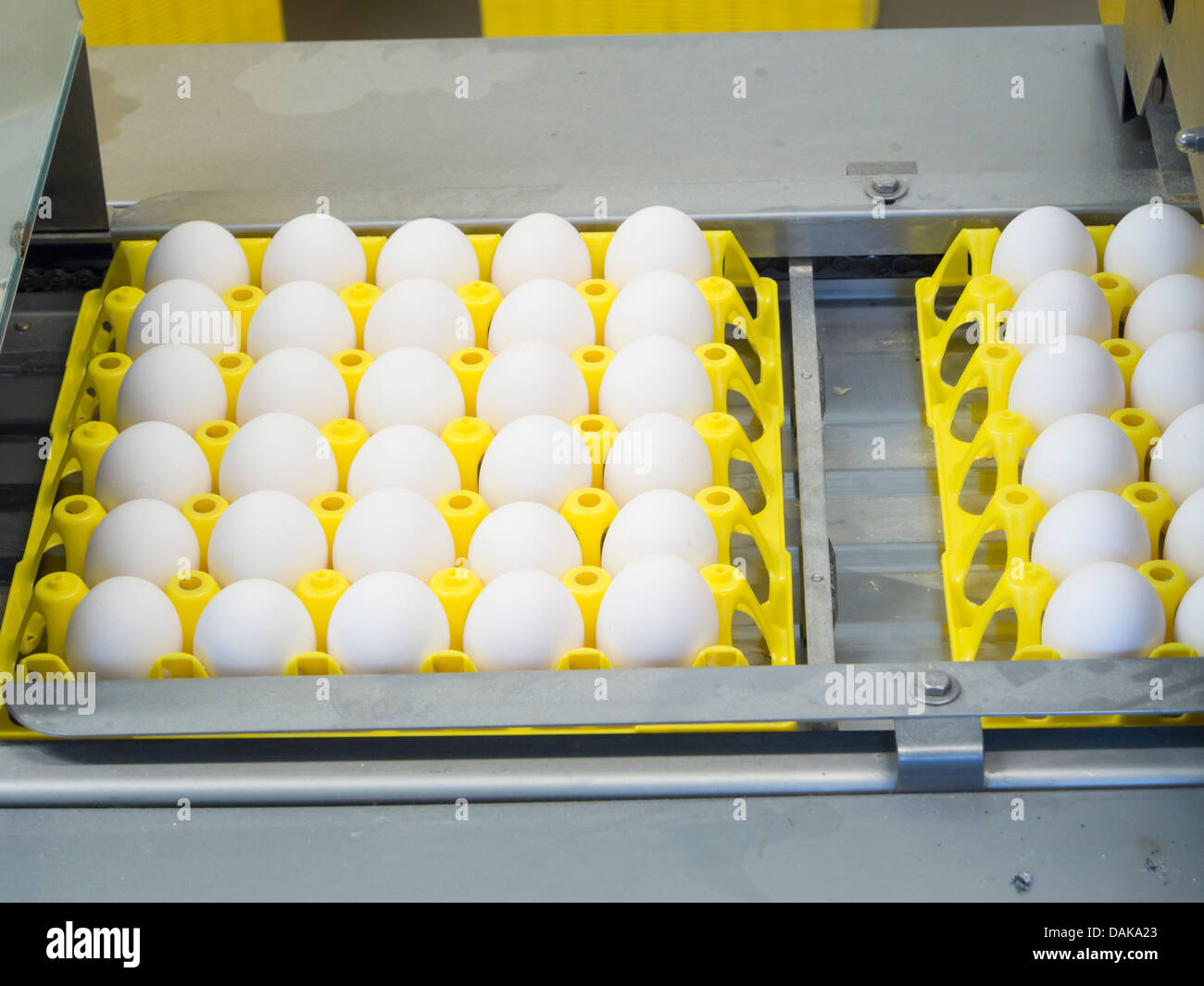 Modern egg production packaging line , industrial farming ready for ...