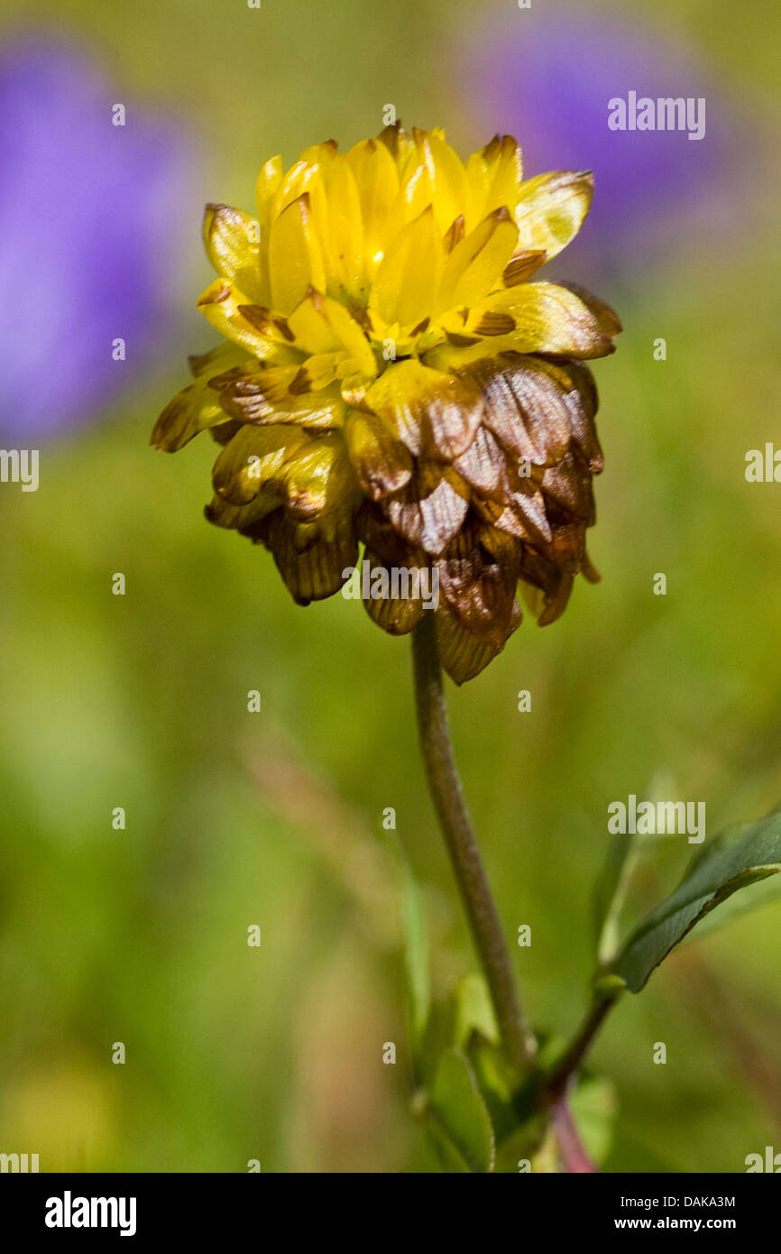 brown clover (Trifolium badium), inflorecence, Switzerland Stock Photo ...