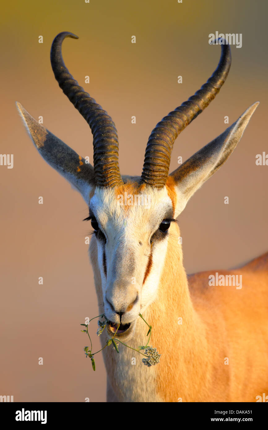 Springbok head hi-res stock photography and images - Alamy