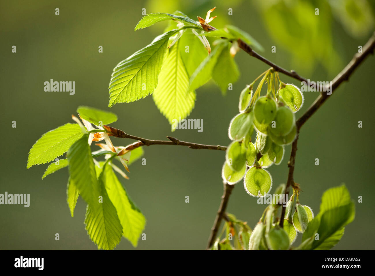 The European White Elm High Resolution Stock Photography and Images - Alamy
