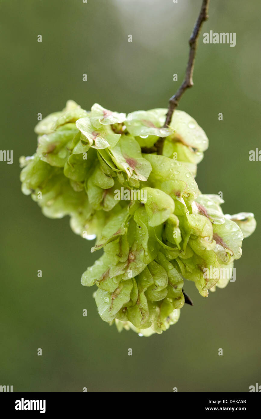 smooth-leaf elm (Ulmus minor, Ulmus campestris, Ulmus carpinifolia ...