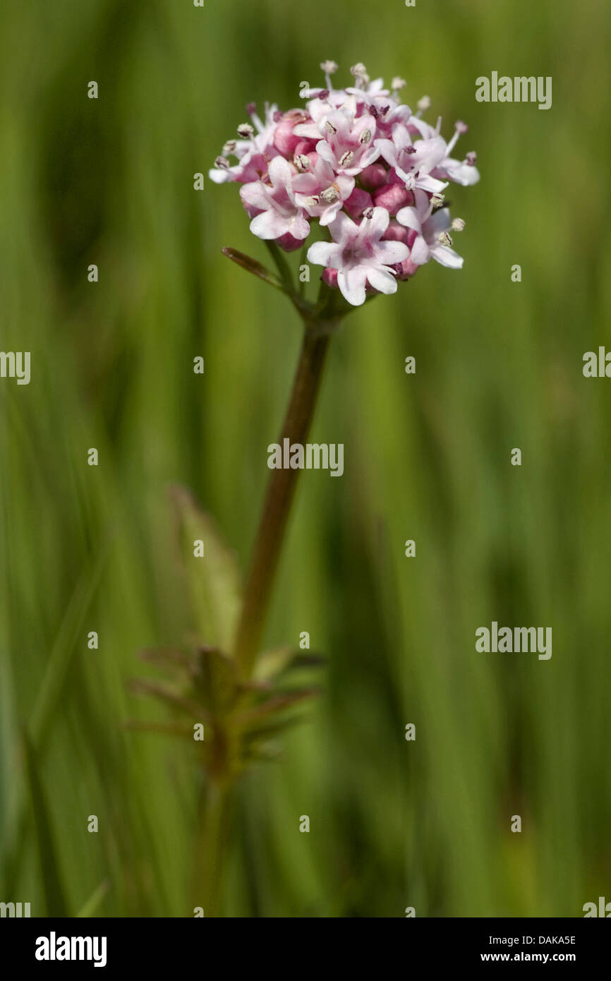 northern valerian, marsh valerian, wood valerian (Valeriana dioica ...
