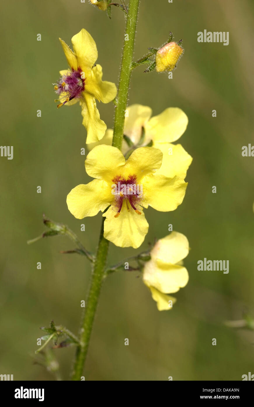 White moth mullein (Verbascum blattaria), flowers, Germany Stock Photo ...