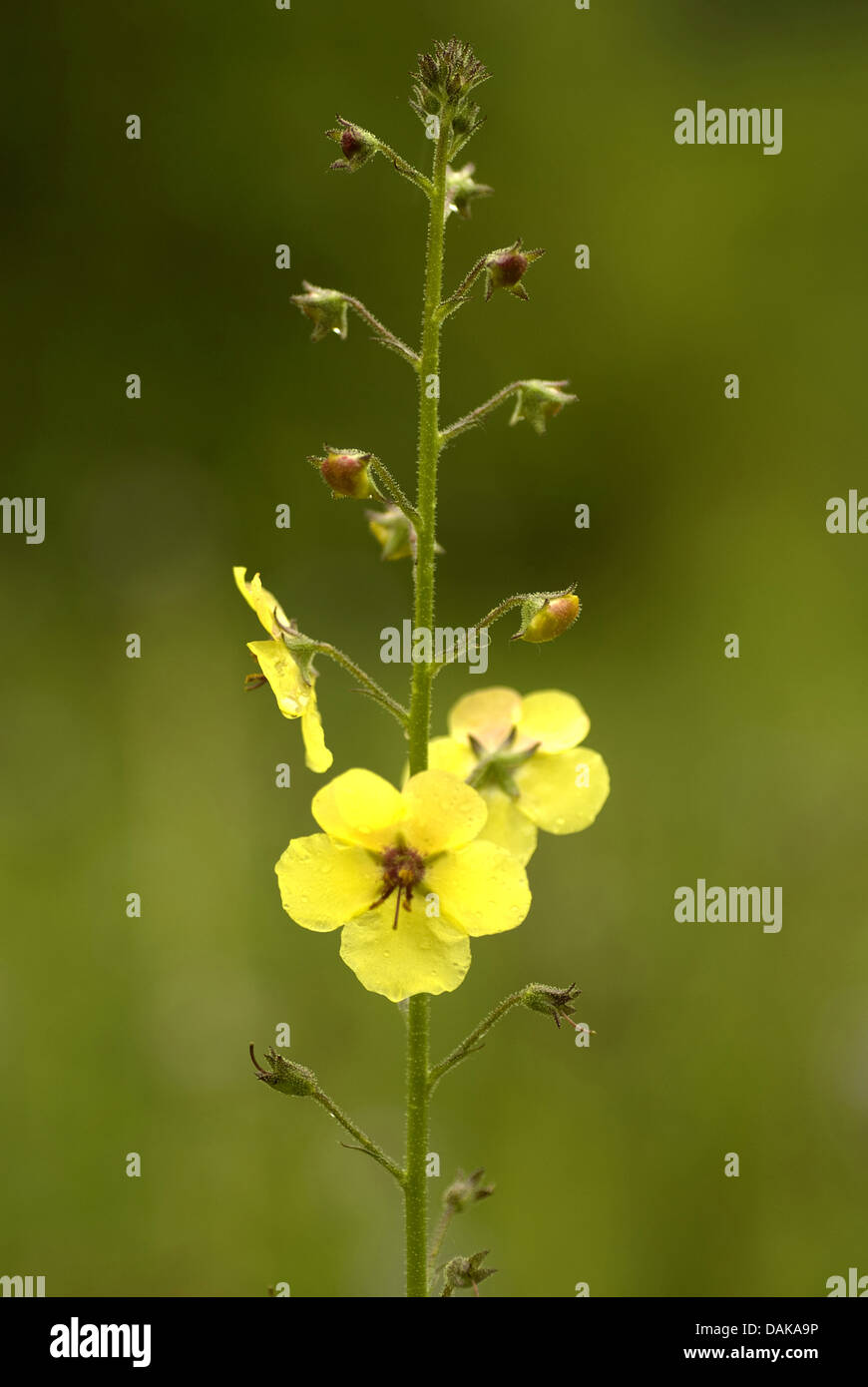 White moth mullein (Verbascum blattaria), inflorescence, Germany Stock ...