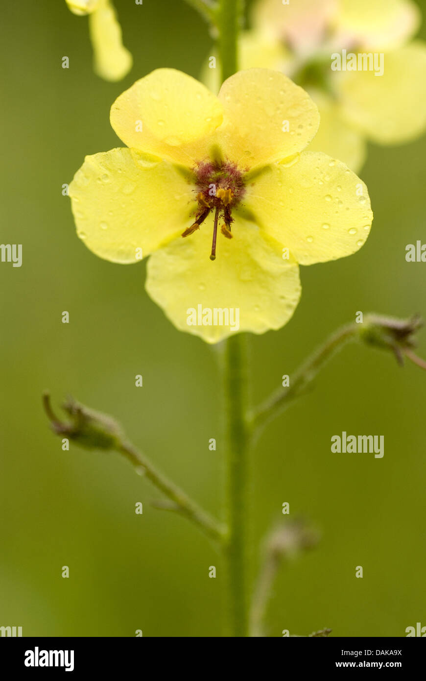 White moth mullein (Verbascum blattaria), flower, Germany Stock Photo ...