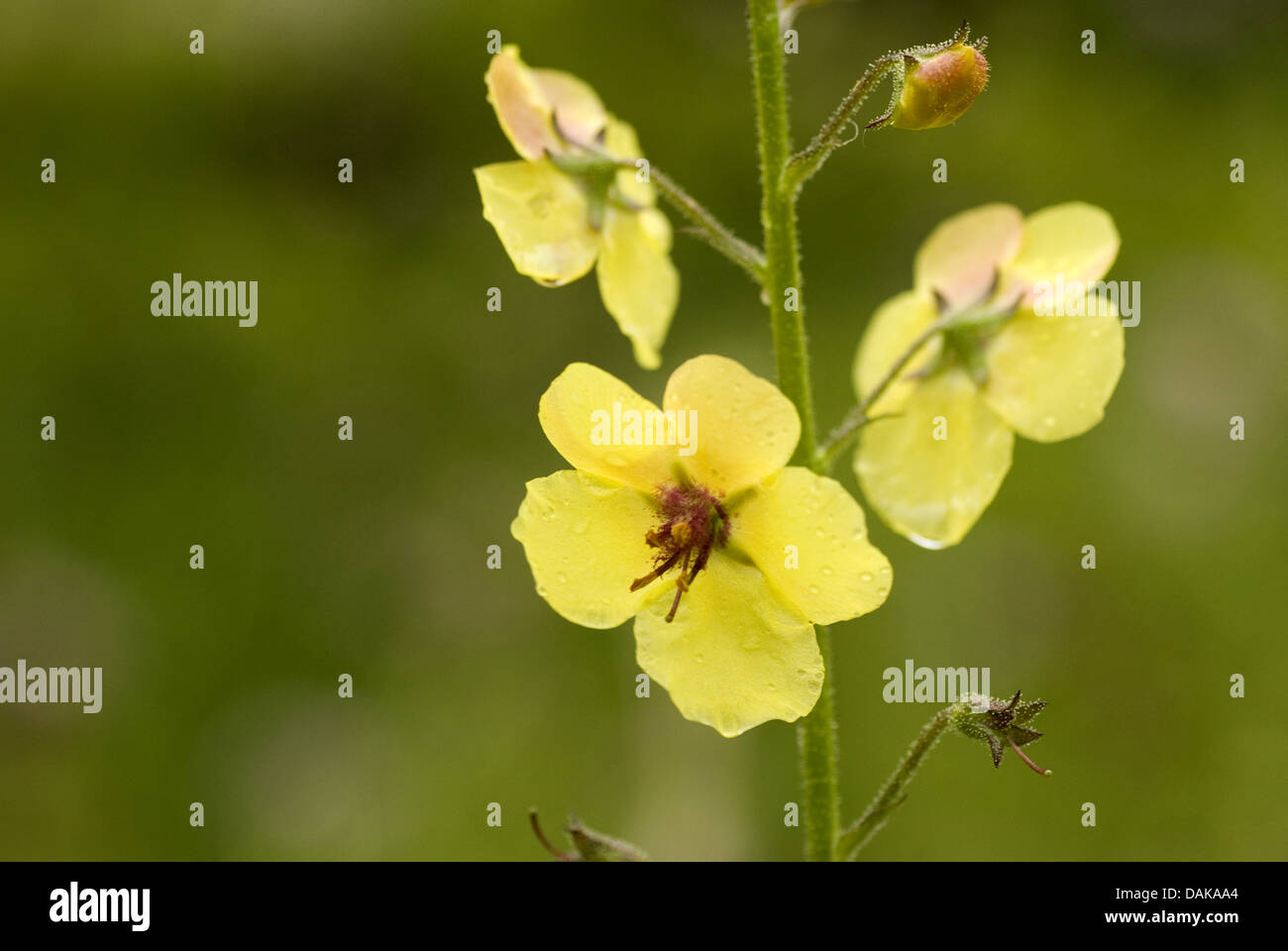 White moth mullein (Verbascum blattaria), flowers, Germany Stock Photo ...