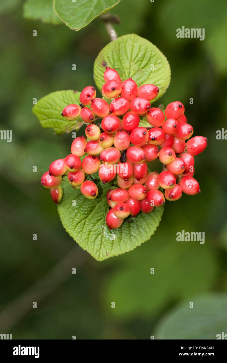wayfaring-tree (Viburnum lantana), fruiting branch, Germany Stock Photo ...
