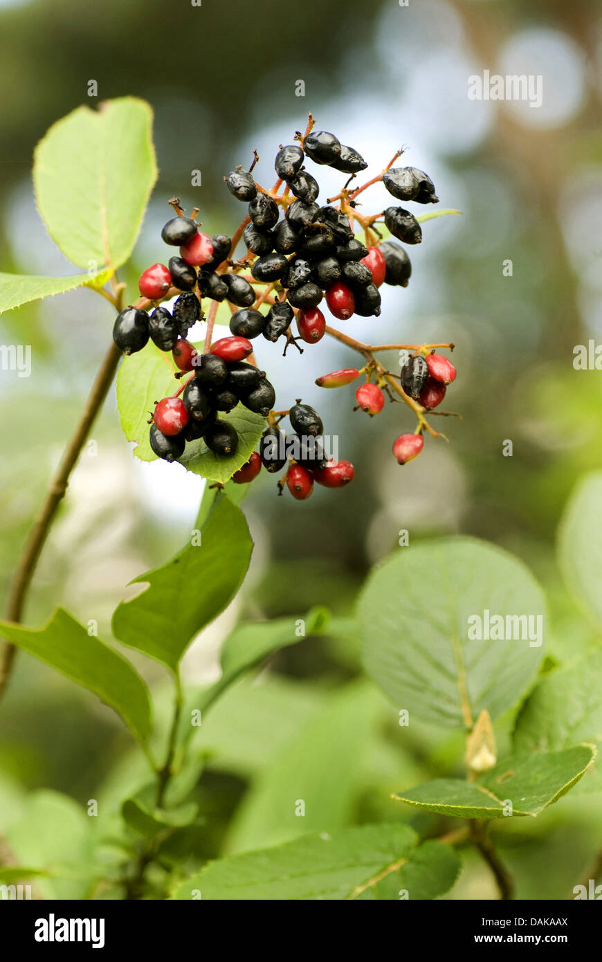 wayfaring-tree (Viburnum lantana), fruiting branch, Germany Stock Photo ...