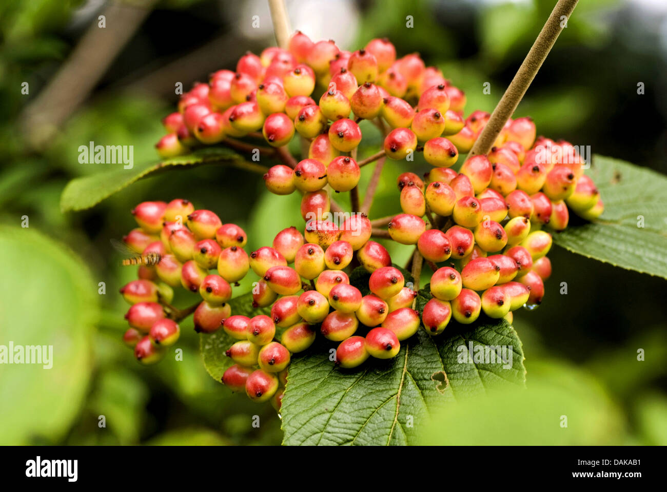 wayfaring-tree (Viburnum lantana), fruiting branch, Germany Stock Photo ...