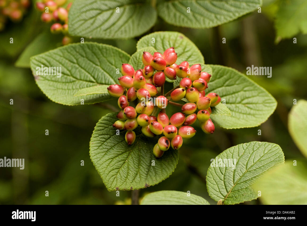 wayfaring-tree (Viburnum lantana), fruiting branch, Germany Stock Photo ...