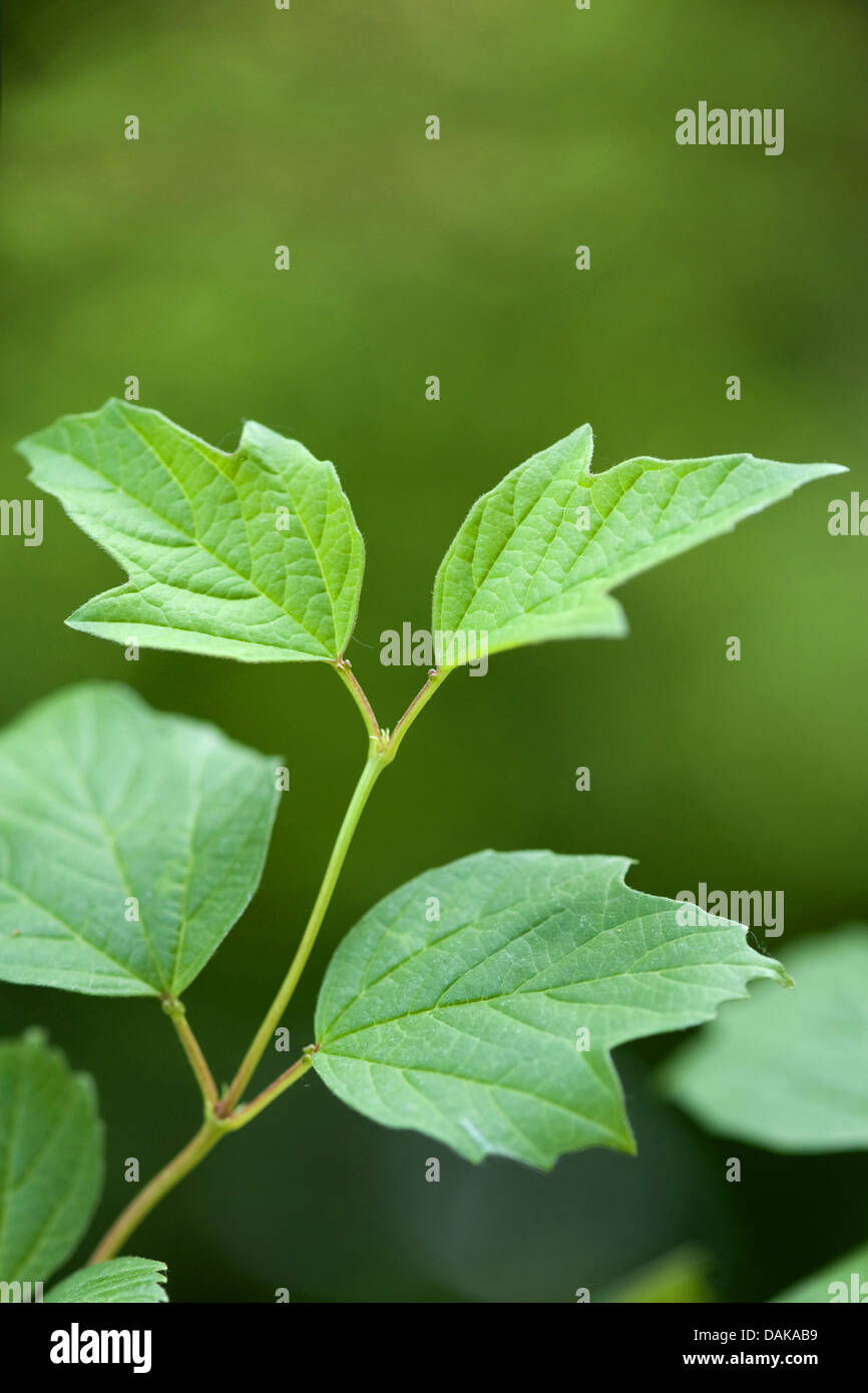 Guelder rose viburnum opulus leaves hi-res stock photography and images ...