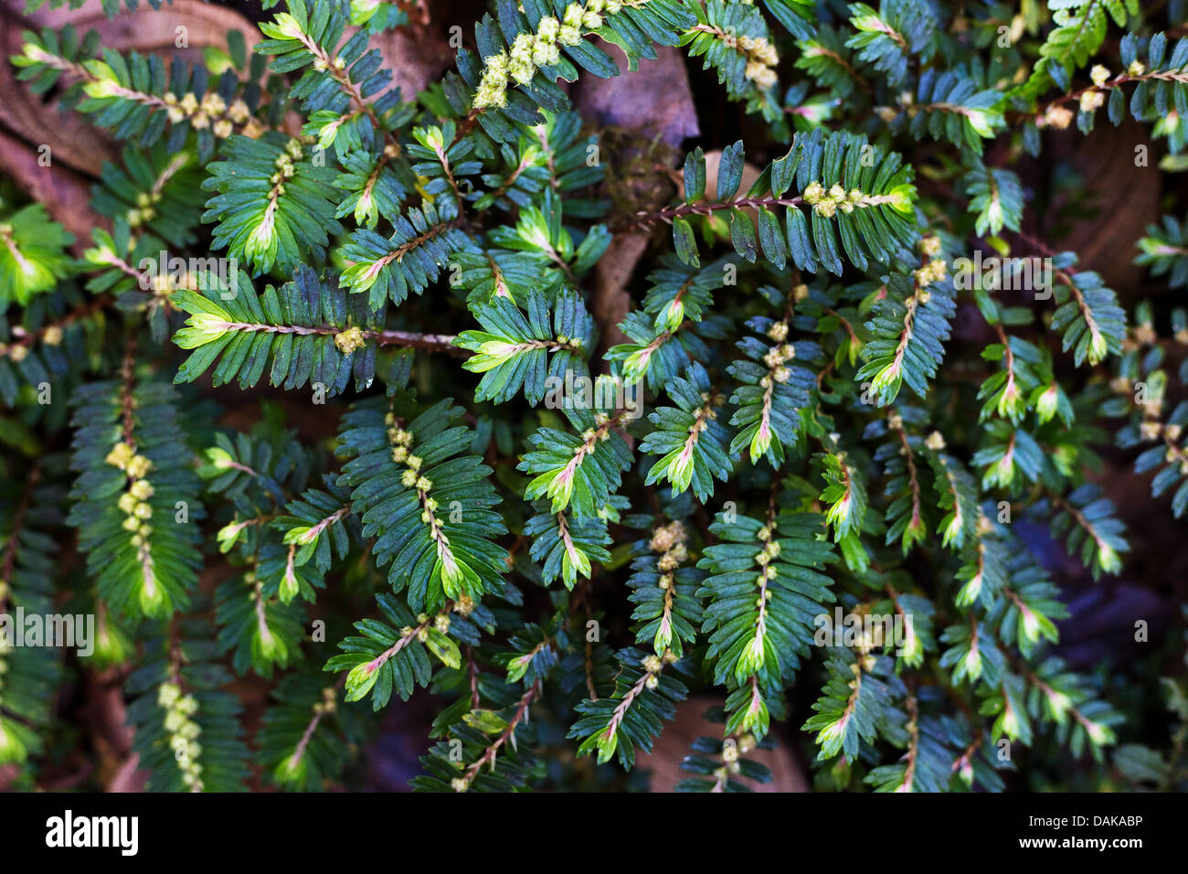 Tiny ferns in rainforest undergrowth, Papua New Guinea Stock Photo - Alamy