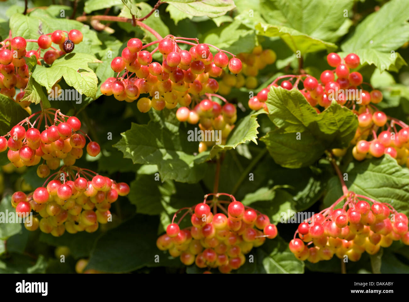 guelder-rose viburnum (Viburnum opulus), fruits on a branch, Germany ...