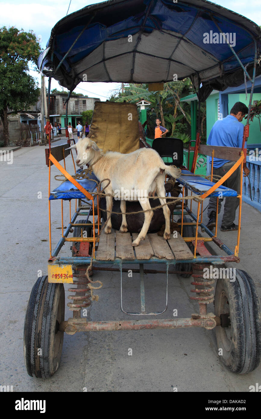 goat (Capra aegagrus f. hircus), goat in taxi, Cuba, Baracoa Stock ...