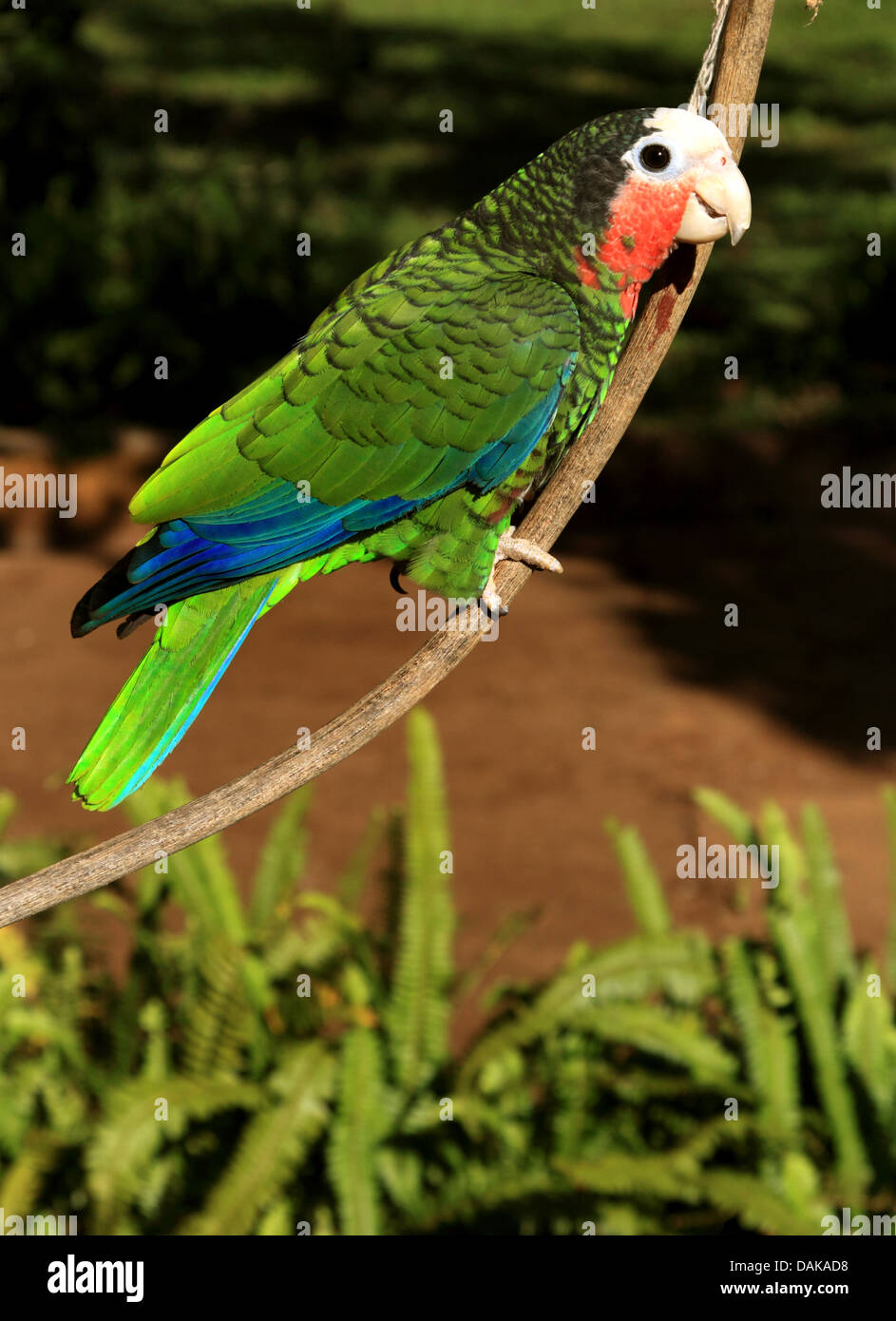 Cuban amazons hi-res stock photography and images - Alamy
