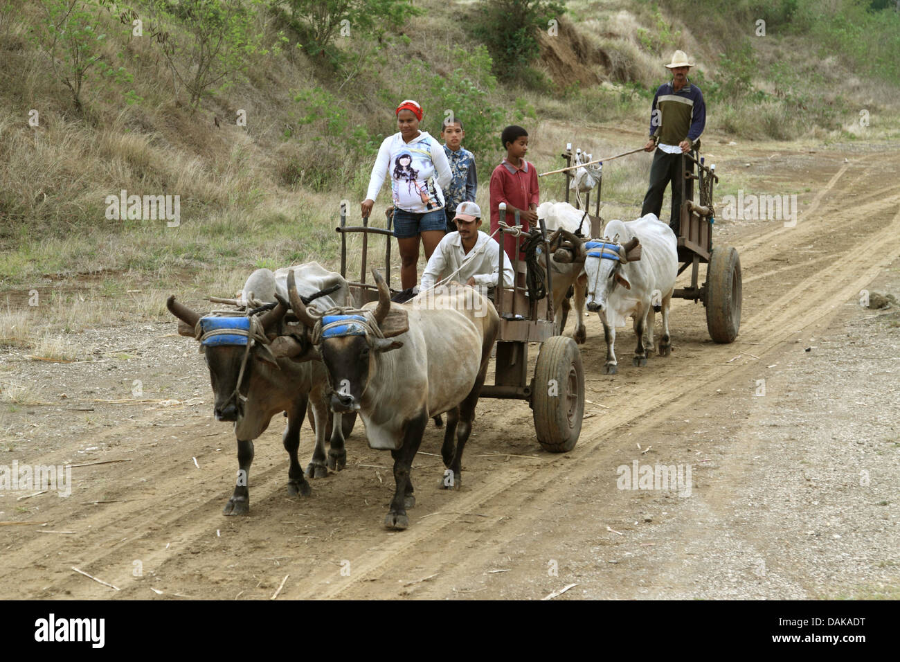 domestic cattle (Bos primigenius f. taurus), two cattle carts at Cuba ...