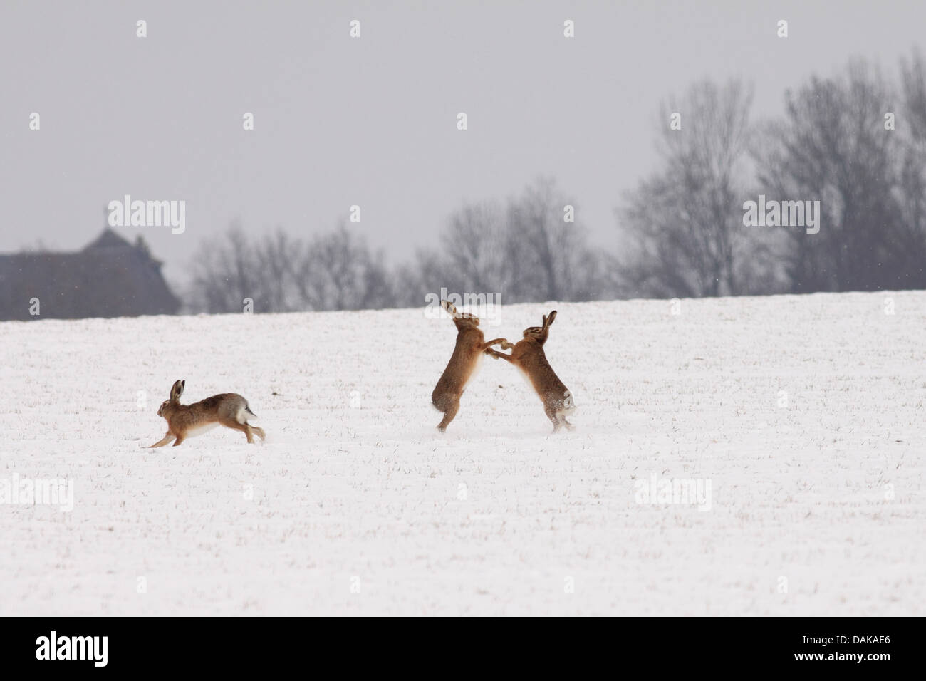 Fighting hares hi-res stock photography and images - Alamy