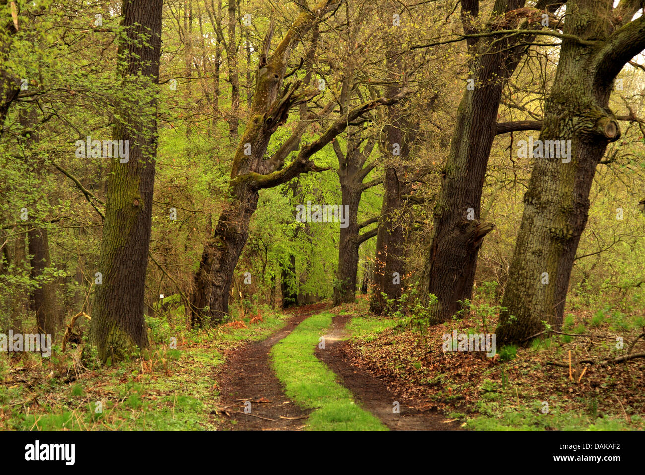 common oak, pedunculate oak, English oak (Quercus robur), oak forest in ...