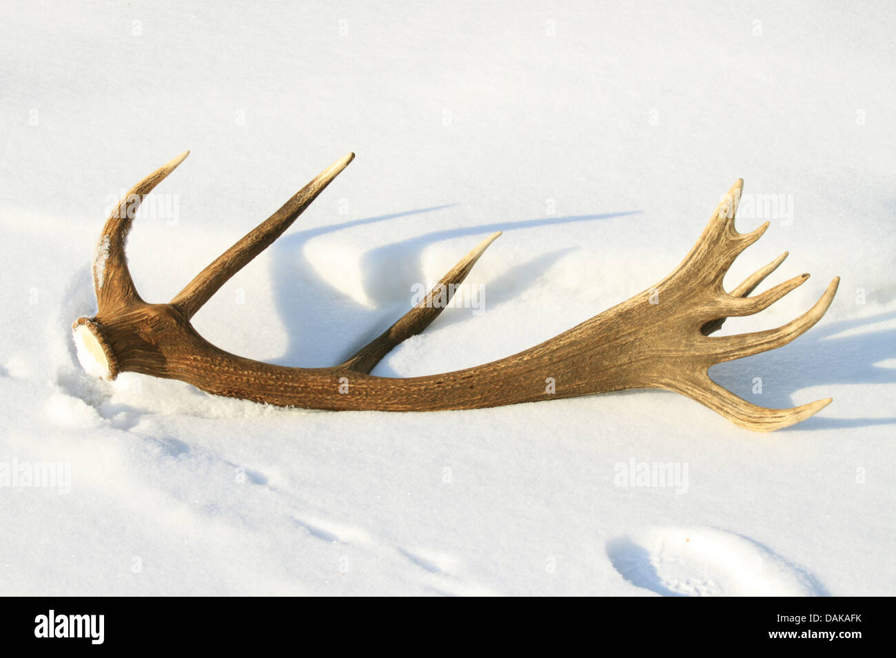red deer (Cervus elaphus), antler in snow, Germany Stock Photo - Alamy