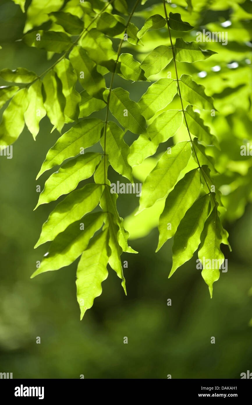 Wisteria Leaf Identification at Shirl Ketner blog