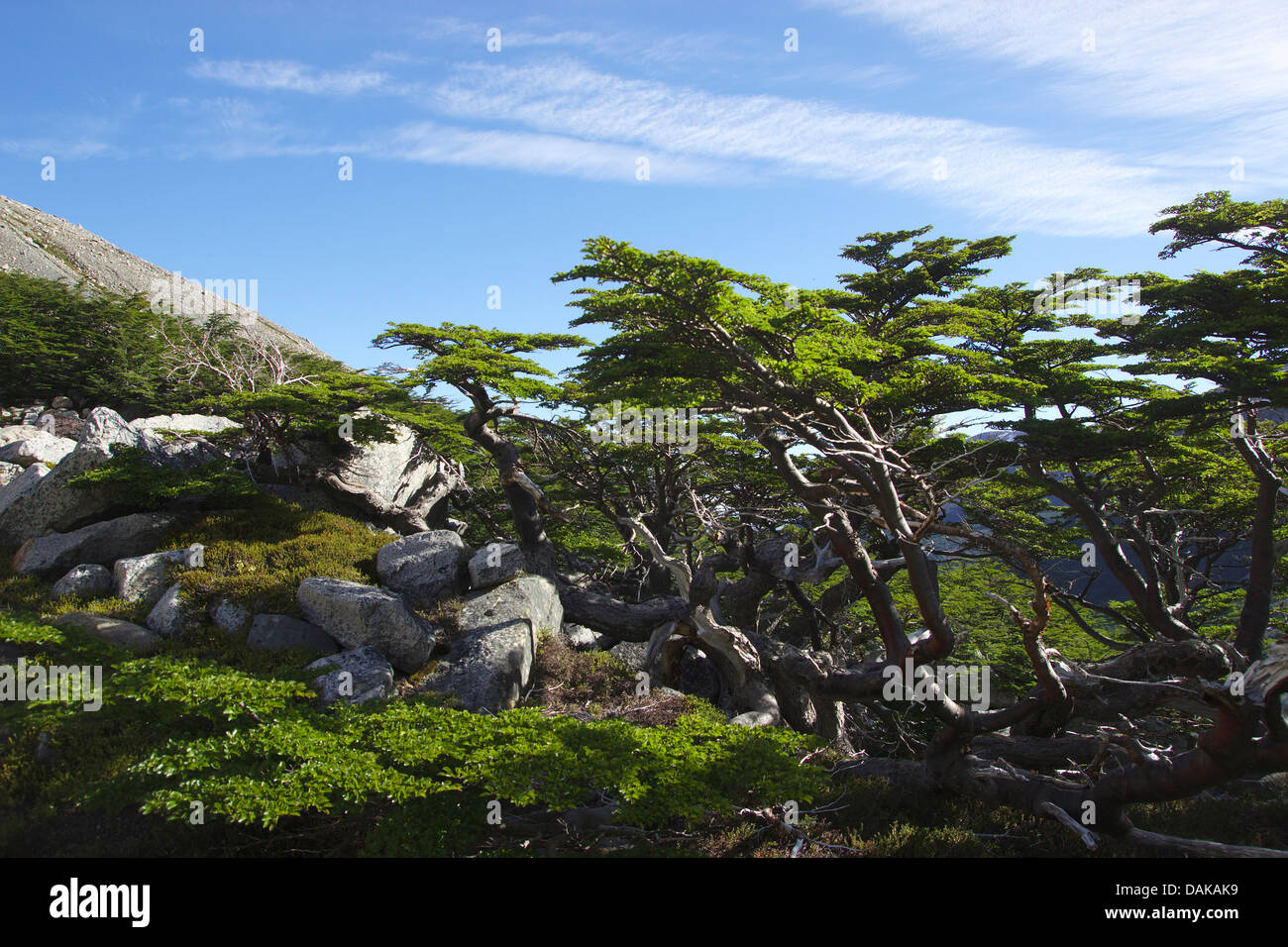 Southern beech nothofagus spec hi-res stock photography and images - Alamy