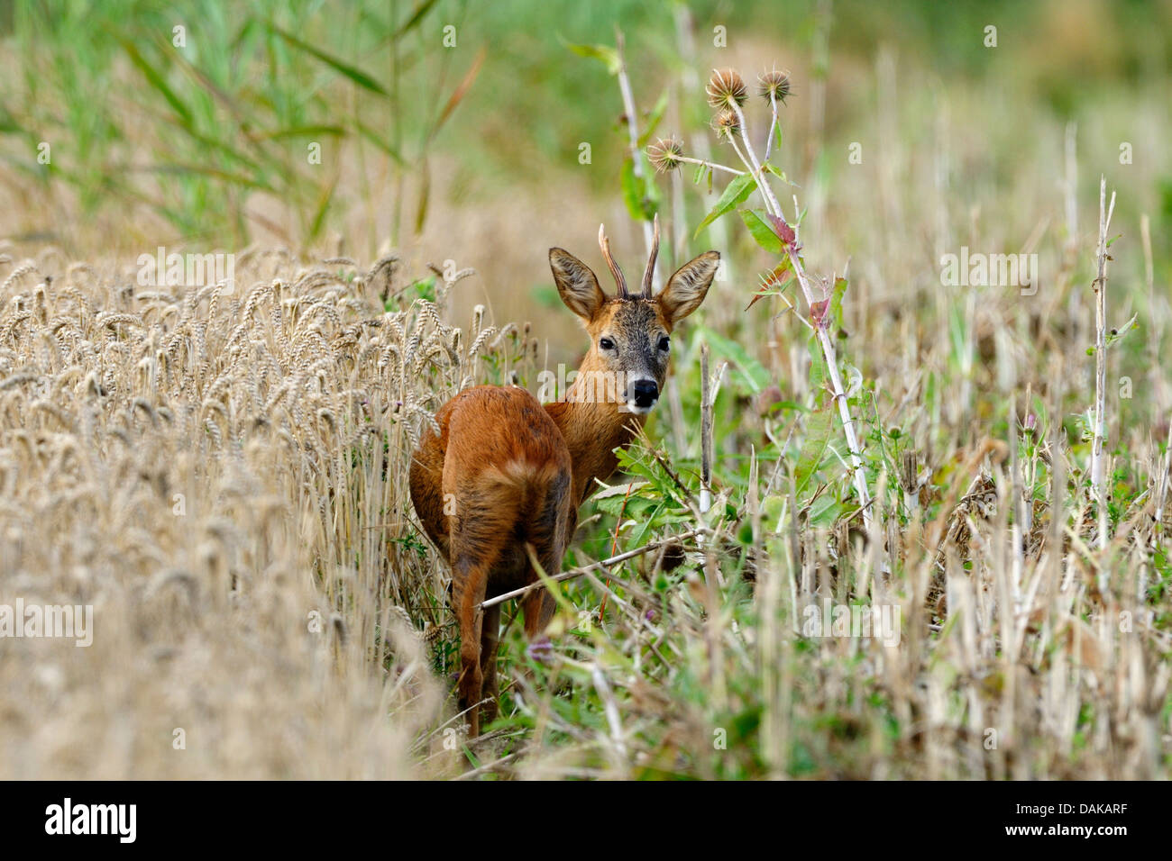 roe deer (Capreolus capreolus), roe buck at the edge of a wheatfield ...