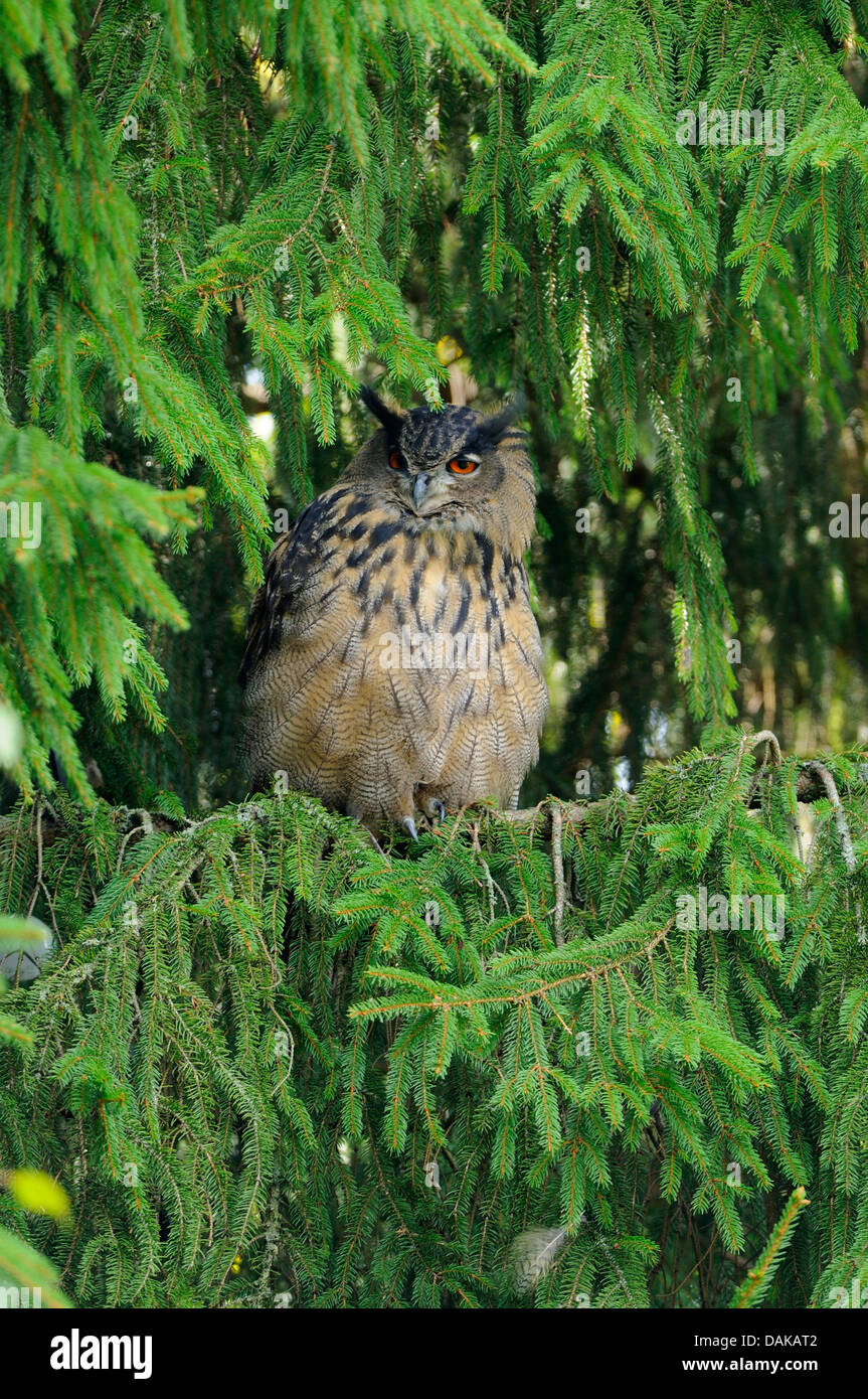 Owl sitting spruce hi-res stock photography and images - Alamy