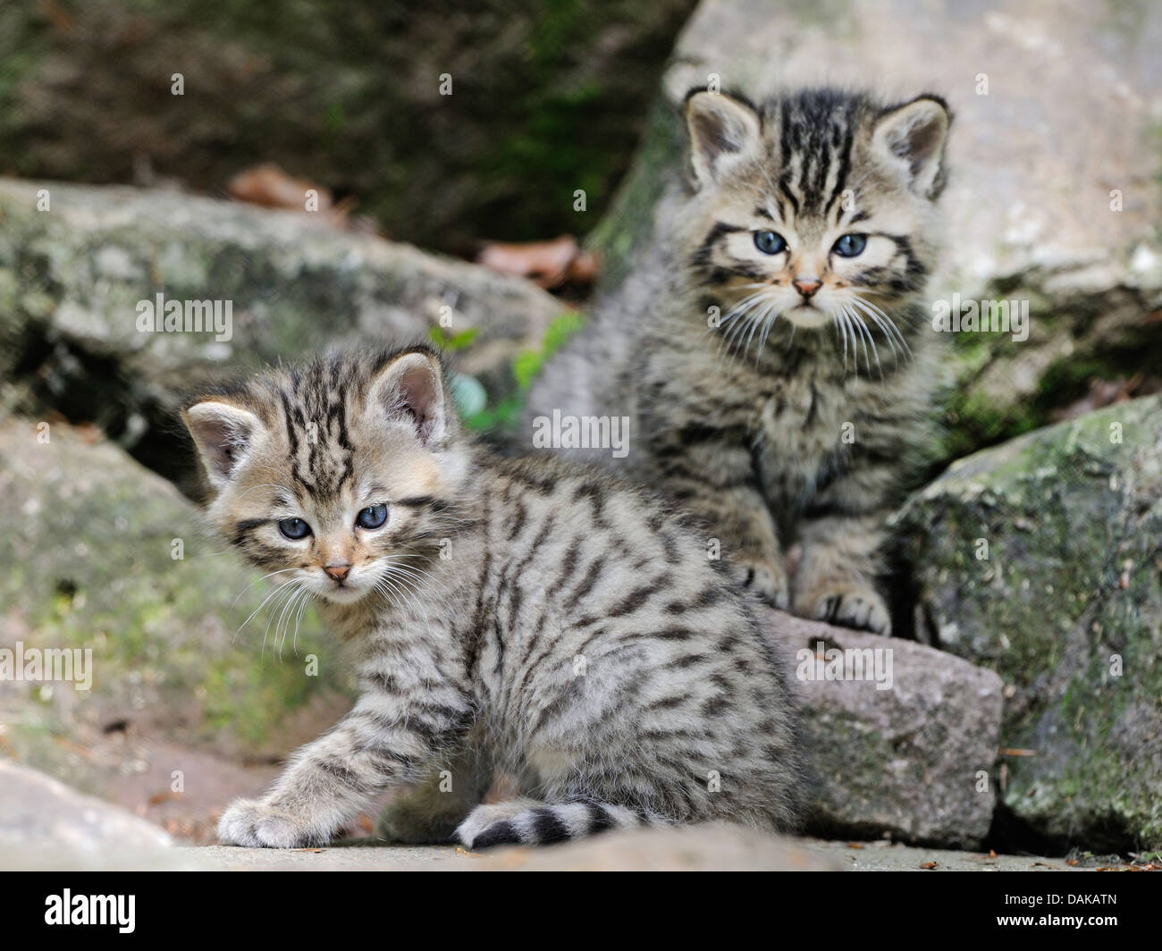 European wildcat, forest wildcat (Felis silvestris silvestris), two ...