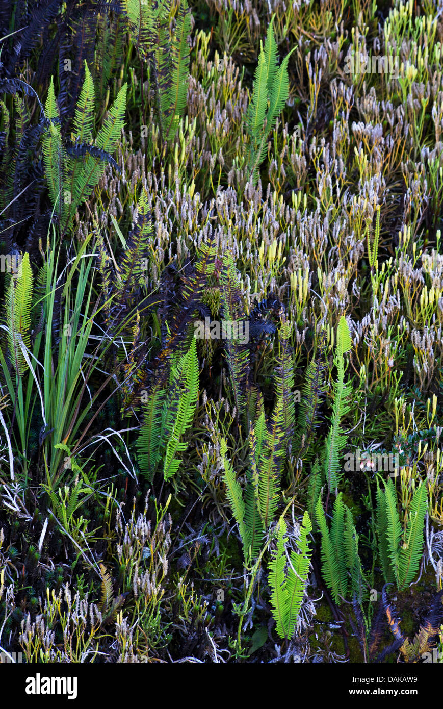 Terrestrial plants hi-res stock photography and images - Alamy