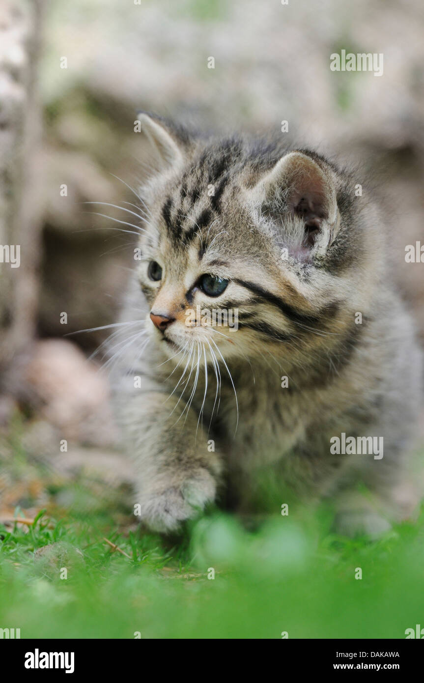 European Tabby Cats High Resolution Stock Photography and Images - Alamy