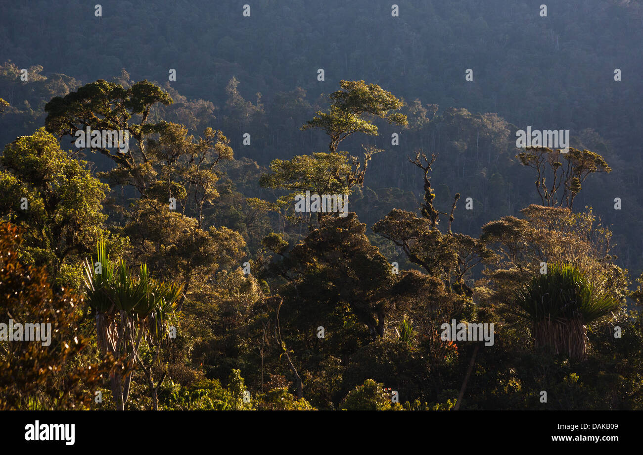 View of lush plants and trees in temperate rainforest in the highlands ...