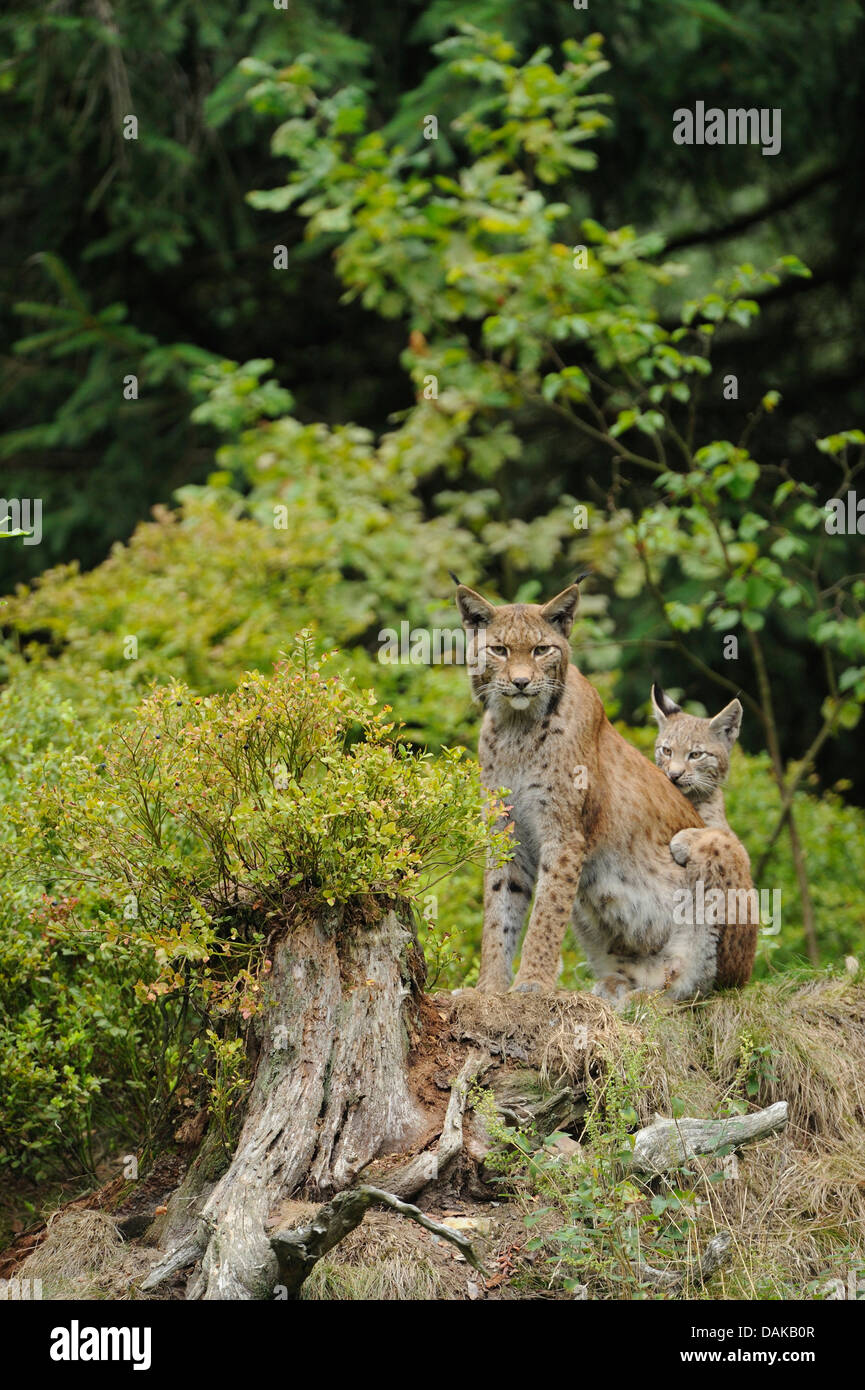 Eurasian lynx (Lynx lynx), mother and child sitting on a root in a ...