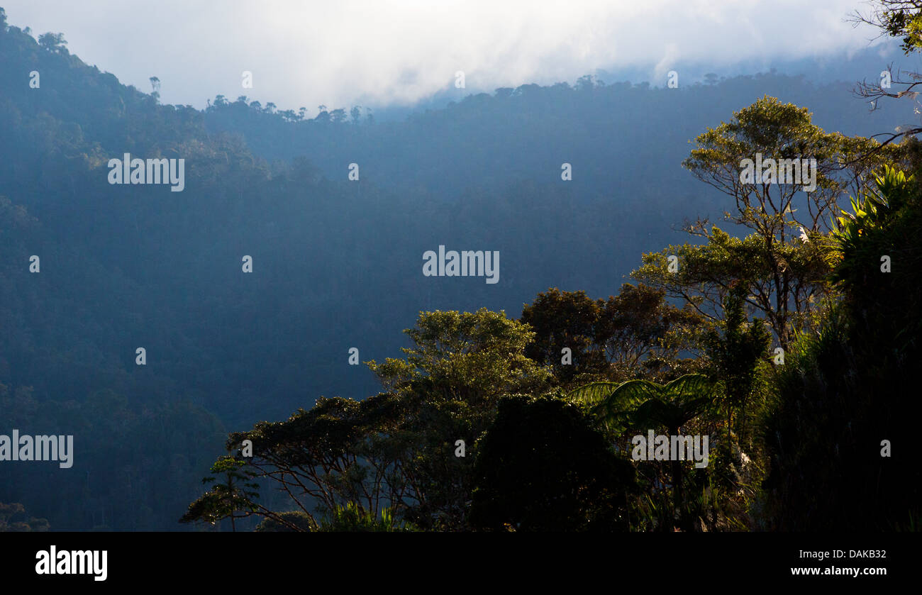 Rainforest plants png hi-res stock photography and images - Alamy
