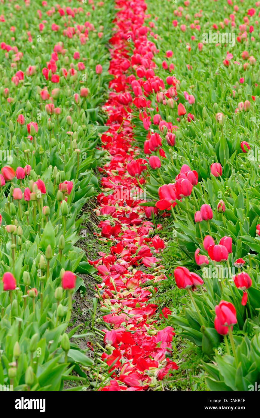 Row r hi-res stock photography and images - Alamy