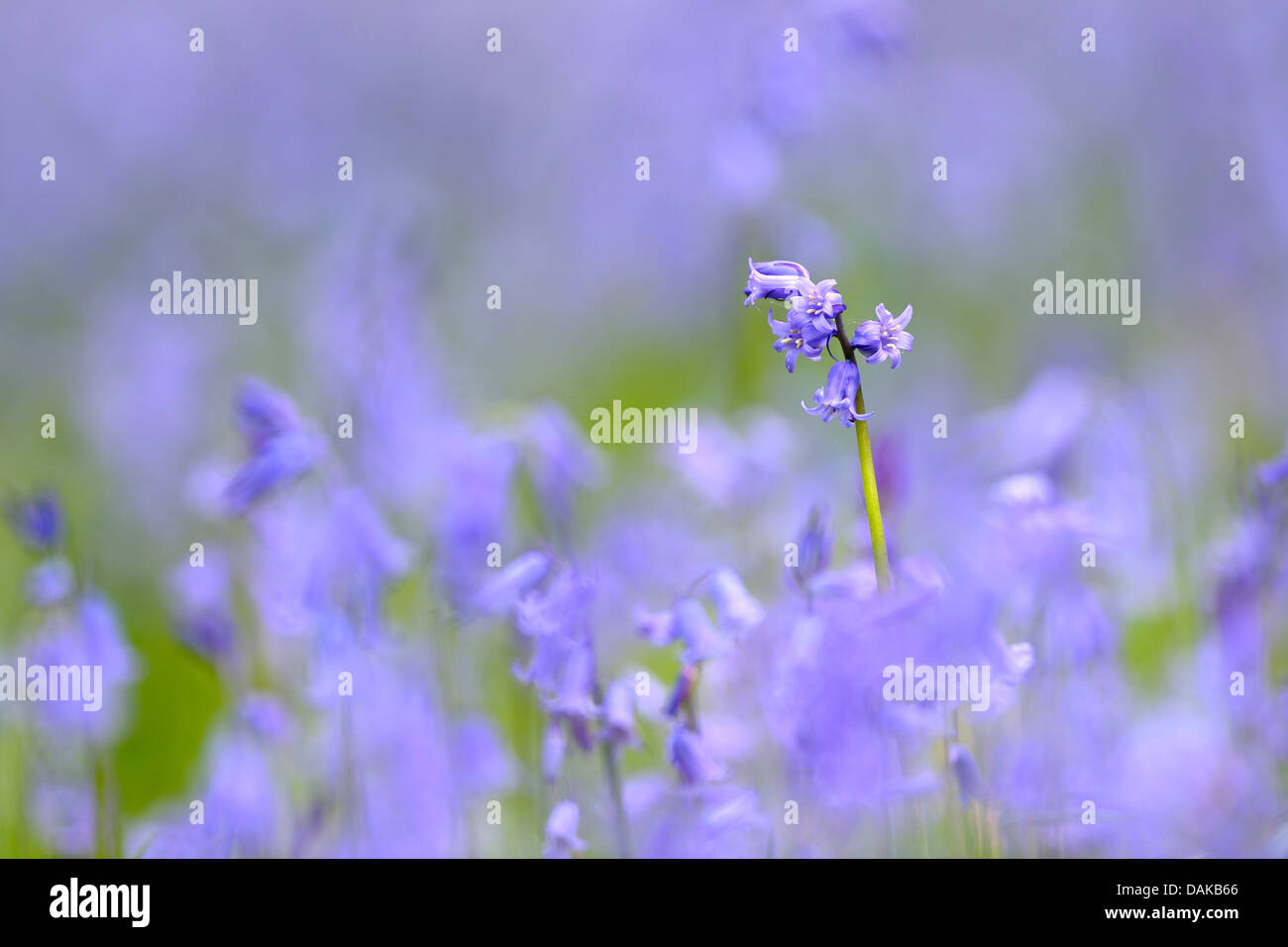 Atlantic bluebell (Hyacinthoides non-scripta, Endymion non-scriptus ...