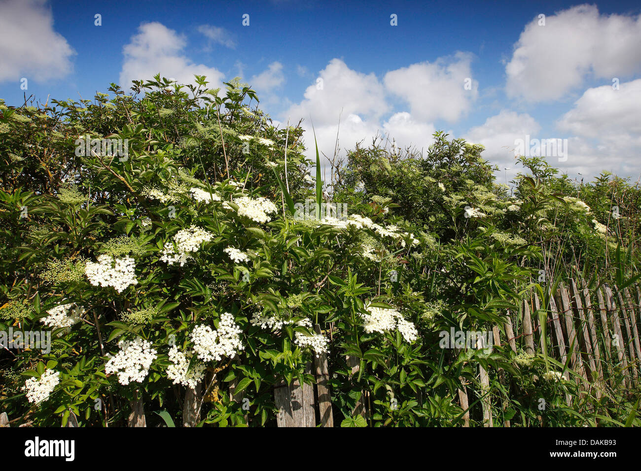 European black elder, Elderberry, Common elder (Sambucus nigra ...