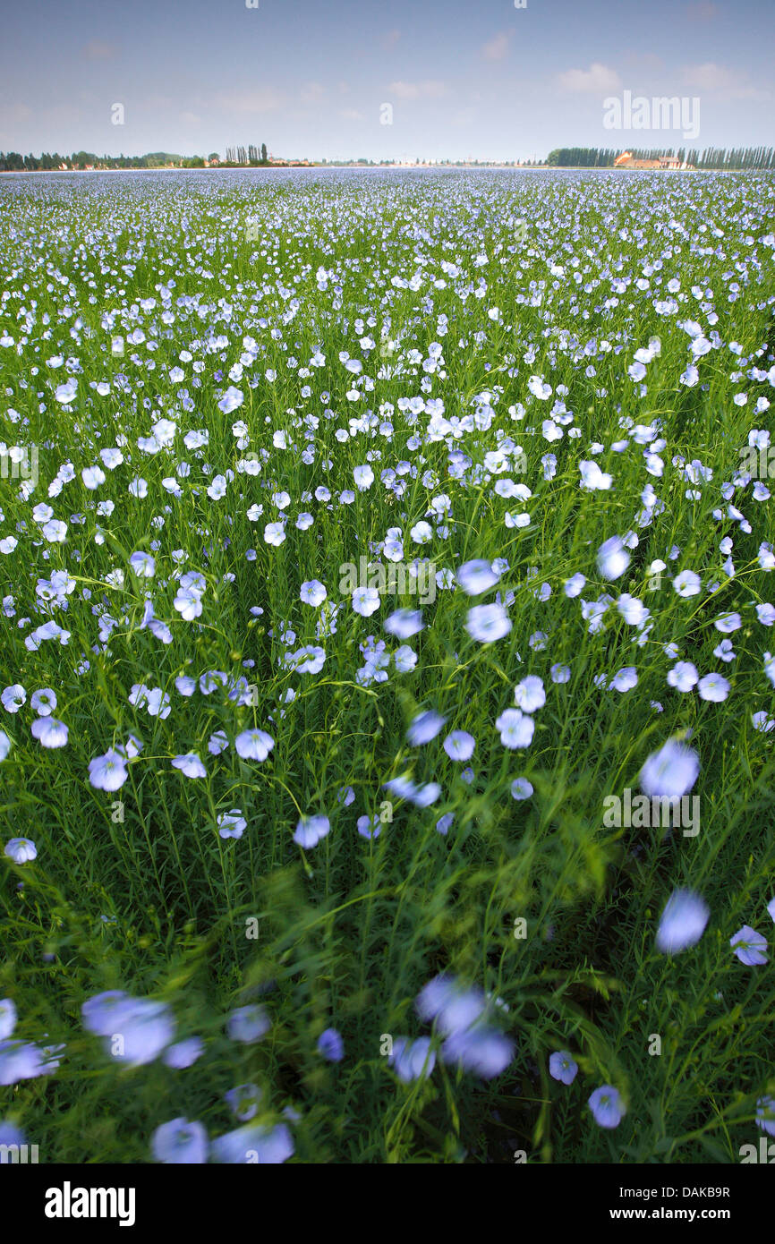 Flax field bloom hi-res stock photography and images - Alamy