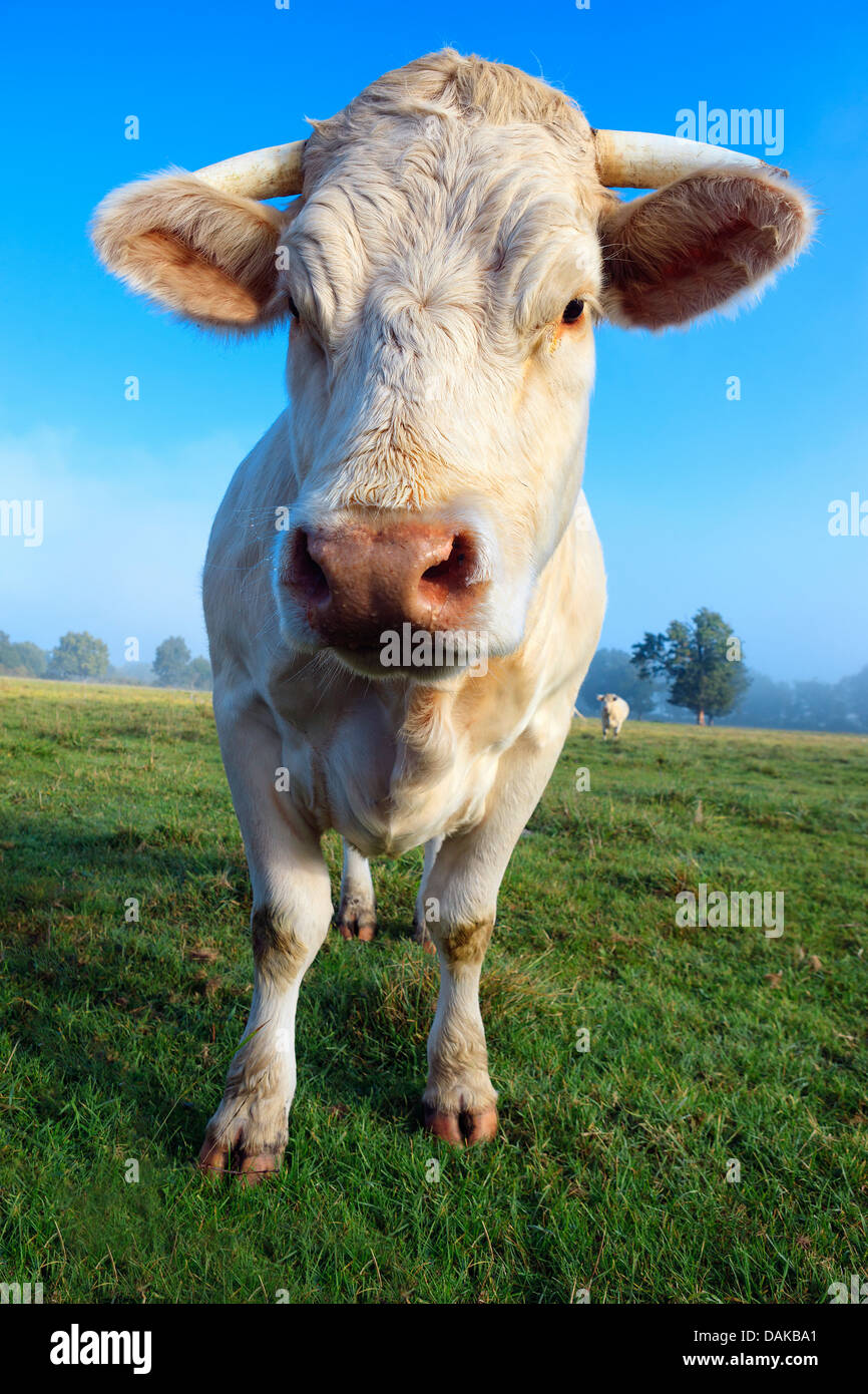 White cow hi-res stock photography and images - Alamy