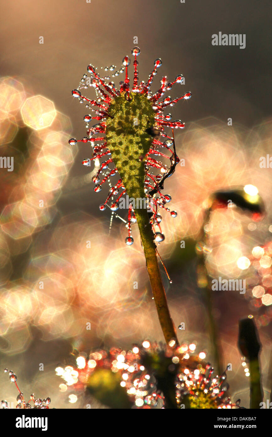 long-leaved sundew, oblong-leaved sundew, spoon-leaved sundew (Drosera ...