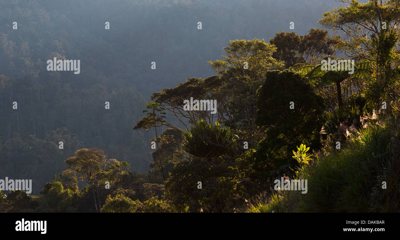 Rainforest plants png hi-res stock photography and images - Alamy