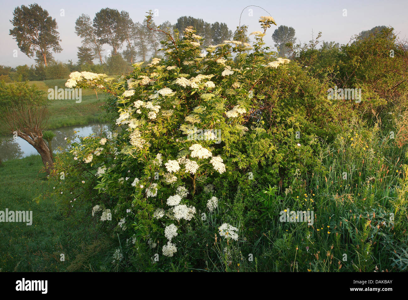 European black elder, Elderberry, Common elder (Sambucus nigra ...
