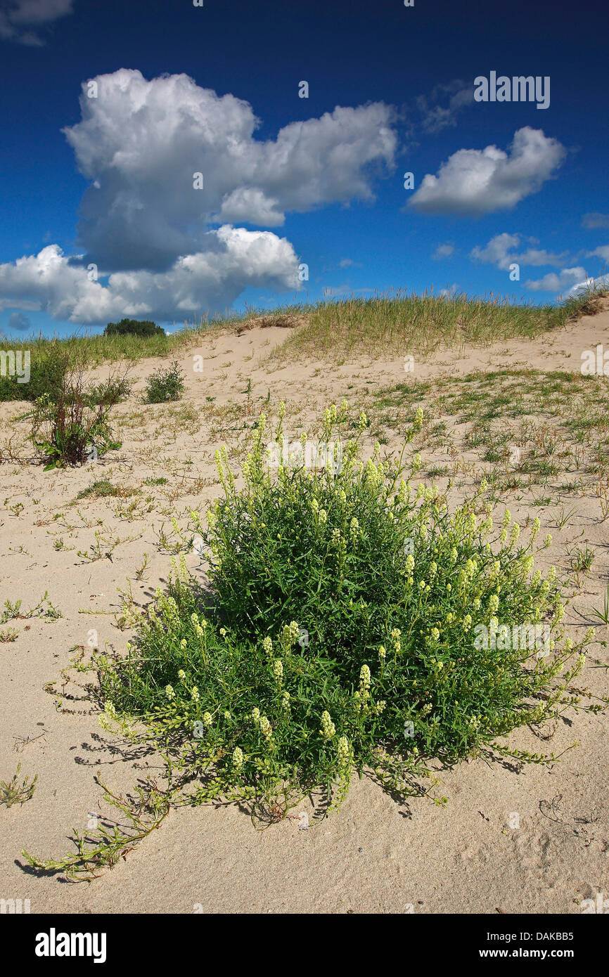 yellow mignonette, wild mignonette (Reseda lutea), blooming on a dune ...