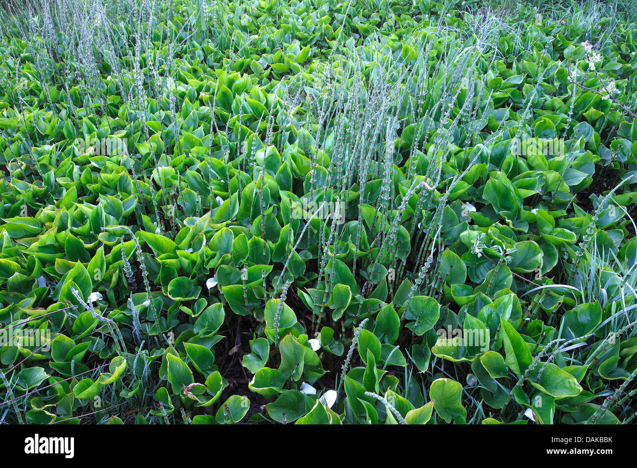 bog arum, wild calla (Calla palustris), in a mire with horse-tail ...