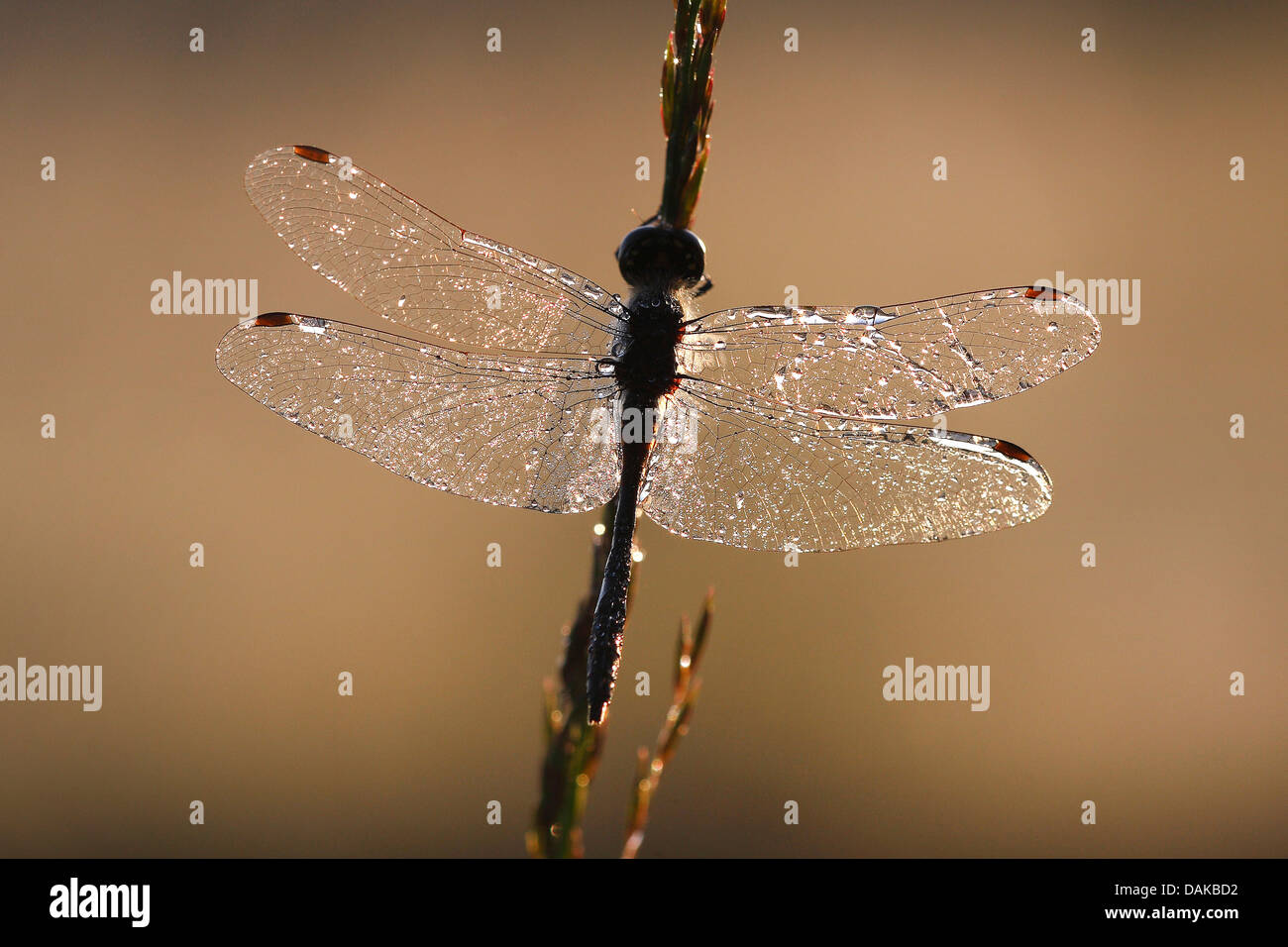 black sympetrum (Sympetrum danae), male with morning dew, Netherlands ...